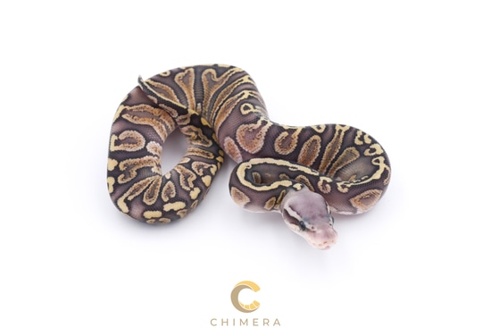 Pastel GHI Chocolate Hypo 100% Het Sunset Ball Python by Chimera
