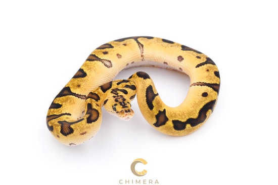 Pastel Enchi Clown 100% Het Sunset Ball Python by Chimera