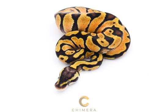 Pastel Enchi 100% Het Hypo 100% Het Sunset Ball Python by Chimera