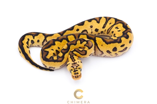 Pastel Yellowbelly Clown 100% Het Sunset Ball Python by Chimera