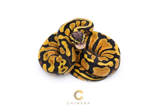 Pastel 100% Het Hypo 100% Het Sunset Ball Python by Chimera