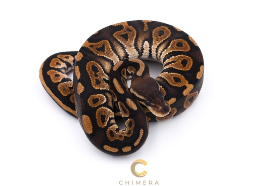Het Ultramel Het Sunset Cinnamon Ball Python by Chimera