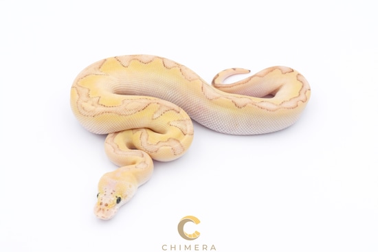 Jaguar Butter Clown Enchi Pastel Ball Python by Chimera