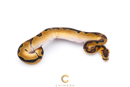 Enchi Clown Het Sunset Ball Python by Chimera