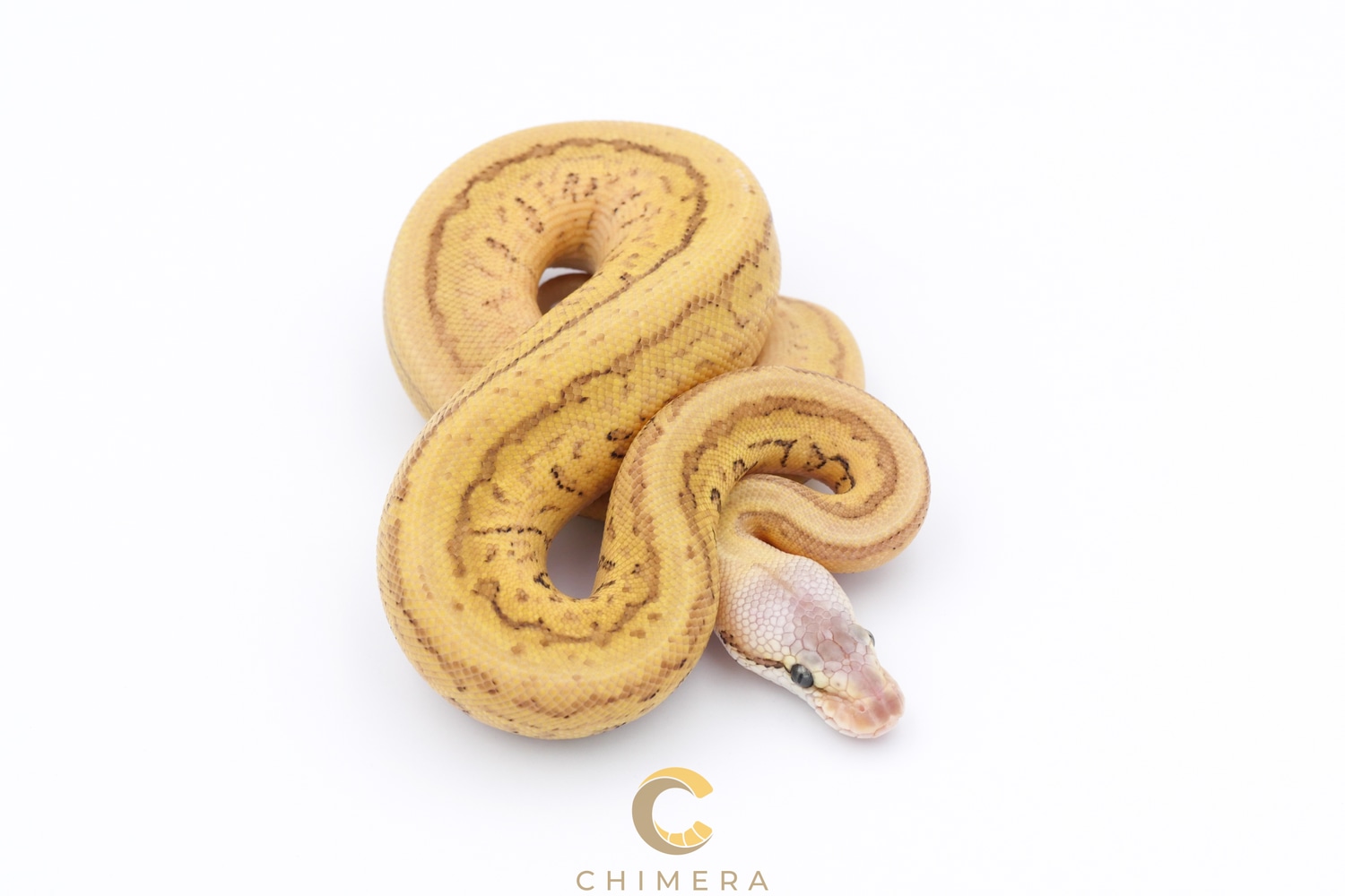 Mojave Pinstripe Pastel Leopard het Axanthic (VPI) het Clown
