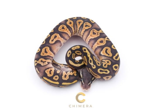Pastel Black Head Hypo Het Sunset Ball Python by Chimera
