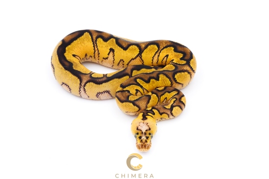 Pastel Enchi Redstripe Yellowbelly Clown Het Desert Ghost Ball Python ...