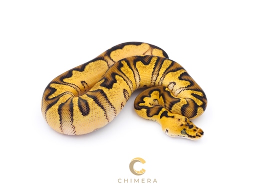 Pastel Redstripe Wookie Yellowbelly Clown Het Desert Ghost Ball Python ...