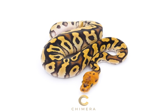 Cypress Desert Ghost Clown Ball Python by Chimera