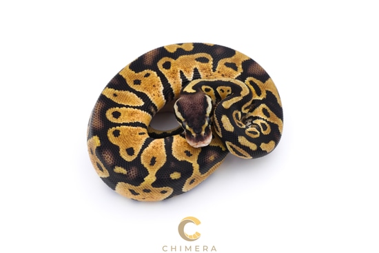 Pastel 100% Het Ultramel 100% Het Sunset Ball Python by Chimera