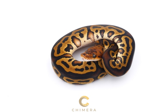 Leopard Cypress Clown 100% Het Sunset Ball Python by Chimera