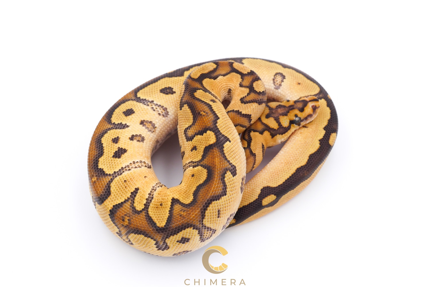 Clown Fire Het Lavender