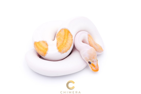 Pied Banana Pinto Ball Python by Chimera