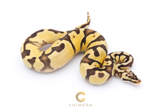 Pastel Fire Enchi Het Hypo Het Clown Het Sunset Ball Python by Chimera
