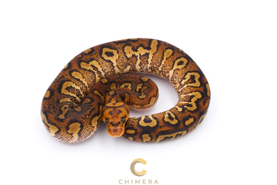 YB RS Vanilla Or Fire Stranger Wookie Clown Ball Python by Chimera