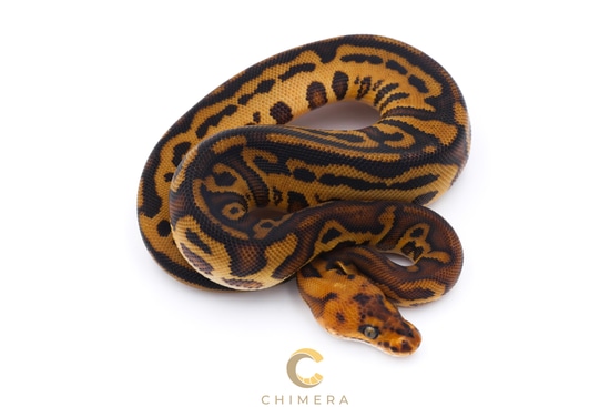 Stranger YB Batman Ball Python by Chimera