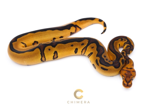 Leopard Enchi YB Stranger Clown Ball Python by Chimera