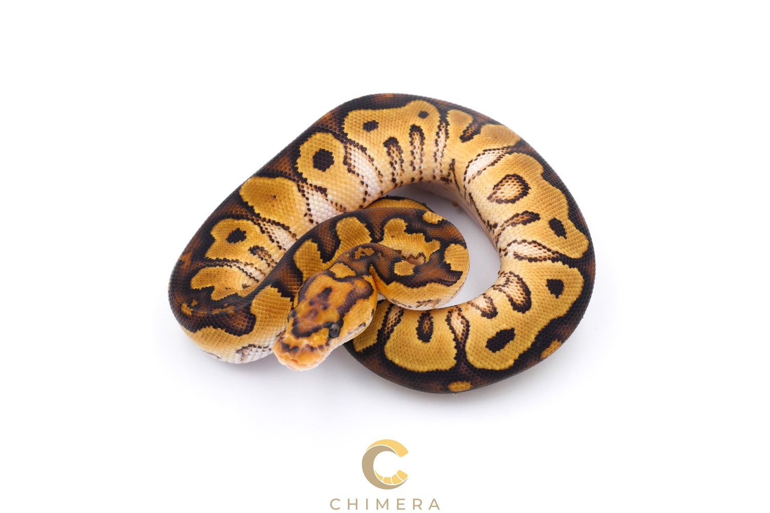 Vanilla Clown 100% Het Sunset