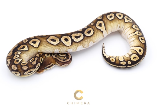 Pastel Mojave 100% Het Monsoon Ball Python by Chimera