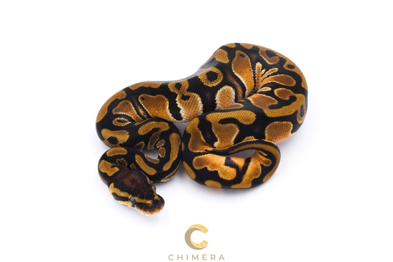Orange Dream Het Sunset Clown Pied Ball Python by Chimera