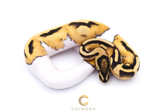 DG Pied Ball Python by Chimera