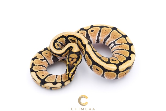 Spotnose DG 100% Het Clown Ball Python by Chimera