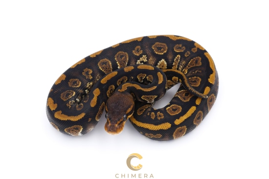 Stranger Het Clown Het Monsoon Ball Python by Chimera