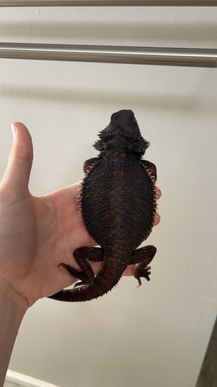 Paradox Red Monster Central Bearded Dragon by Macon_dragons