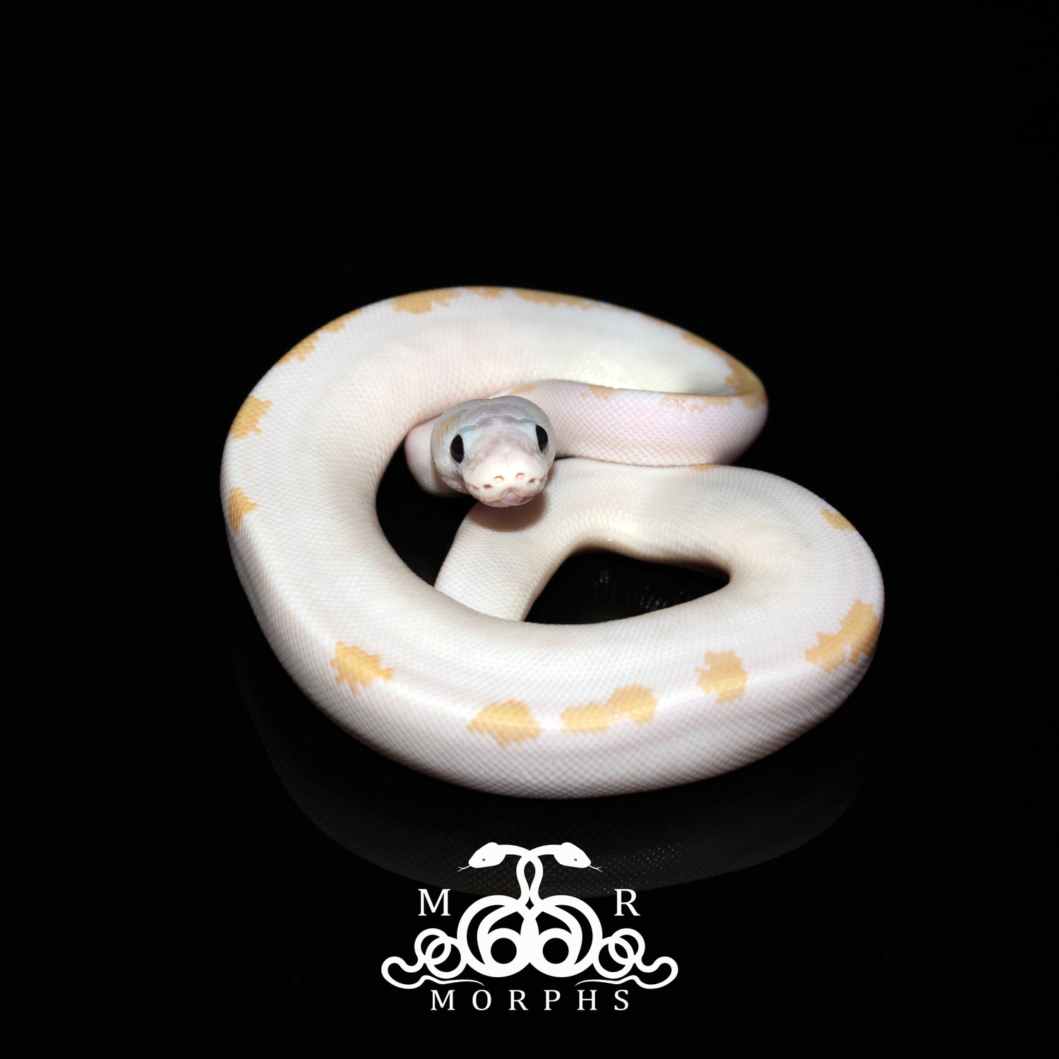 Super Fire Ball Python by MR Morphs - MorphMarket