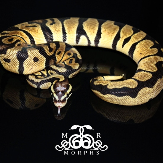 Pastel Scaleless Head 100% Het Albino Ball Python by MR Morphs