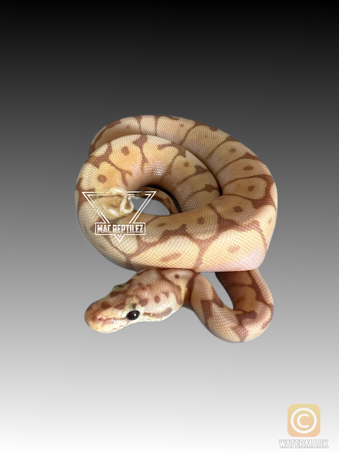 Banana Pastel Spider Pos Clown Ball Python by MacReptilez - MorphMarket