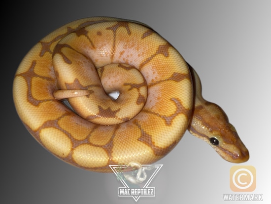 Banana Enchi Spider Ball Python by MacReptilez