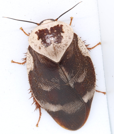 Centurion Roach (Gyna Centurio) Other Invertebrate by Macro Hobbies