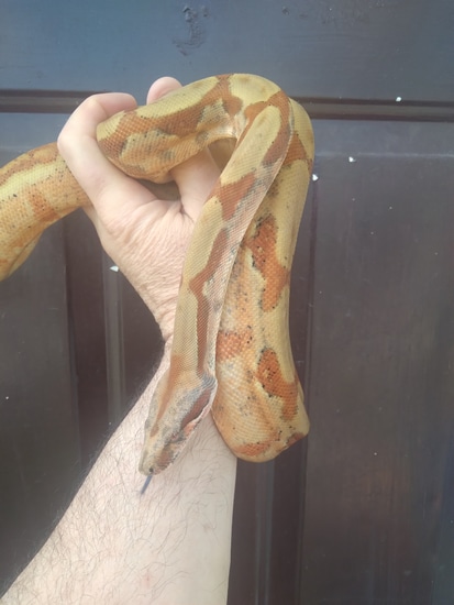 Pair Sunset Dwarf Hypo Hog Island Boas Boa Constrictor by Whiteplains ...