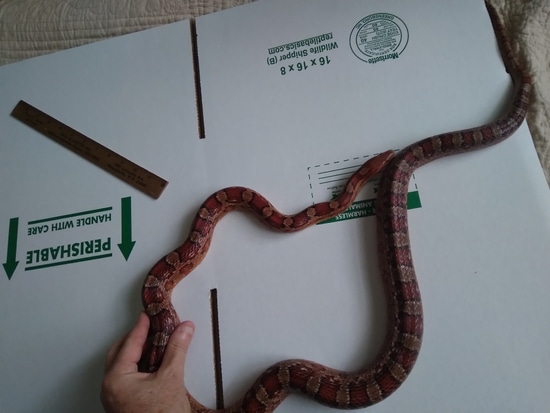 Beast: The XXL WC LTC Proven Devil Garden Male Corn Snake by ...