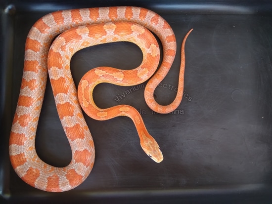 Pure Elaphe Guttata Rosacea (Rosy Red); Pure Boot Key Cornsnake Corn ...
