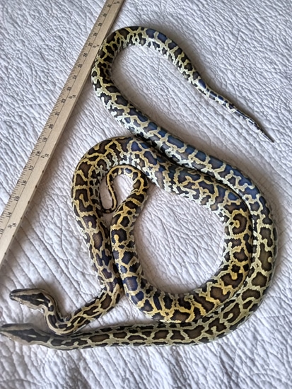 Pair: Not Dwarf Prongschai, Just Their Mesmerizing Pattern Burmese ...