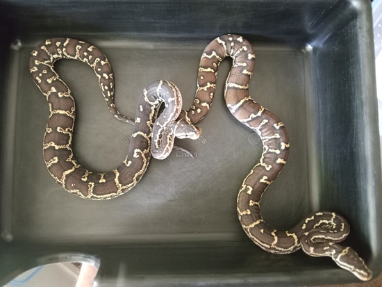 One (1) Female Namibian Anchieta's Dwarf Python (Python Anchietae ...