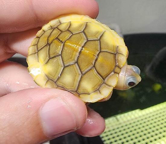 Caramel Pink Red Ear Slider Slider Turtle by MAC's Morphs