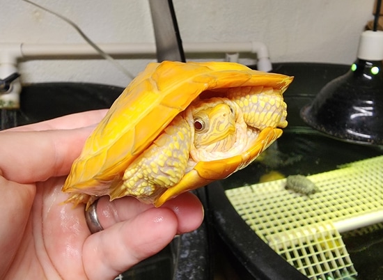Super Paradox Red Ear Slider Male Slider Turtle by MAC's Morphs