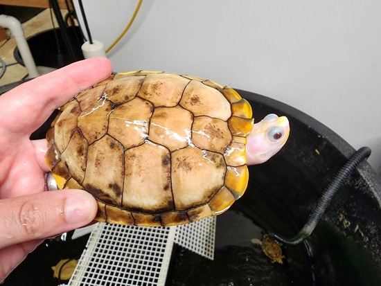 Caramel Pink Red Ear Slider - Young Adult Male Slider Turtle by MAC's ...