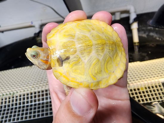 Paradox Clown Slider Turtle by MAC's Morphs