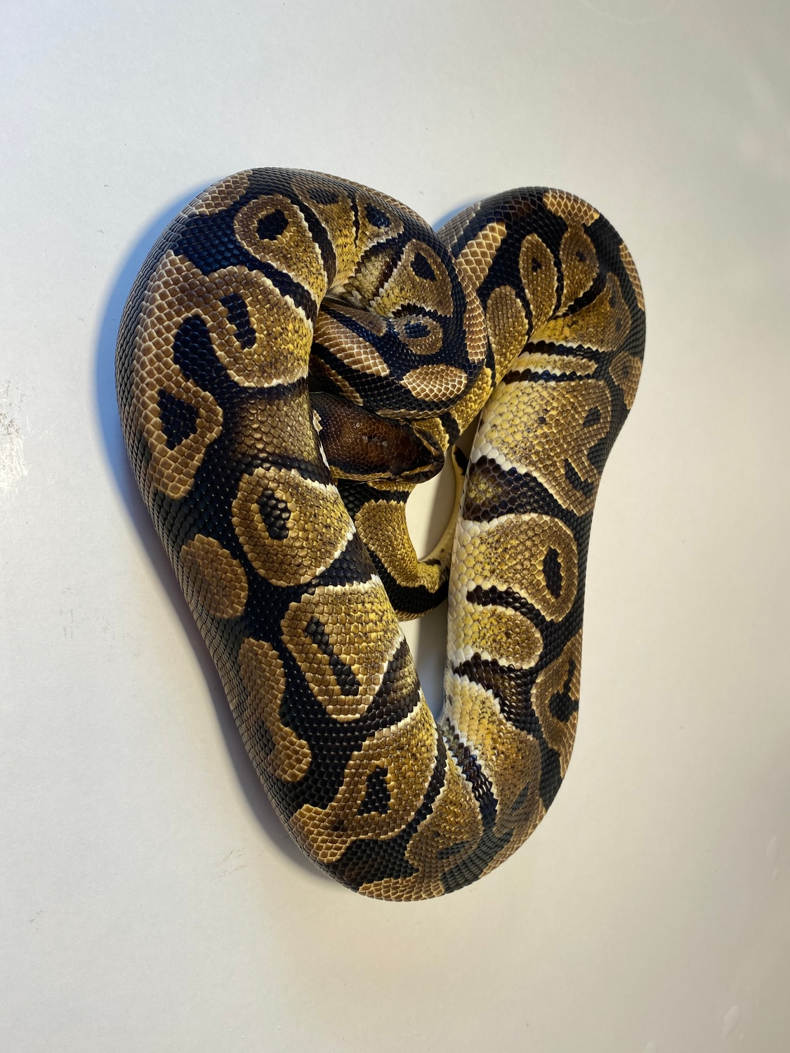 Normal Ball Python by Morphin' Macs - MorphMarket