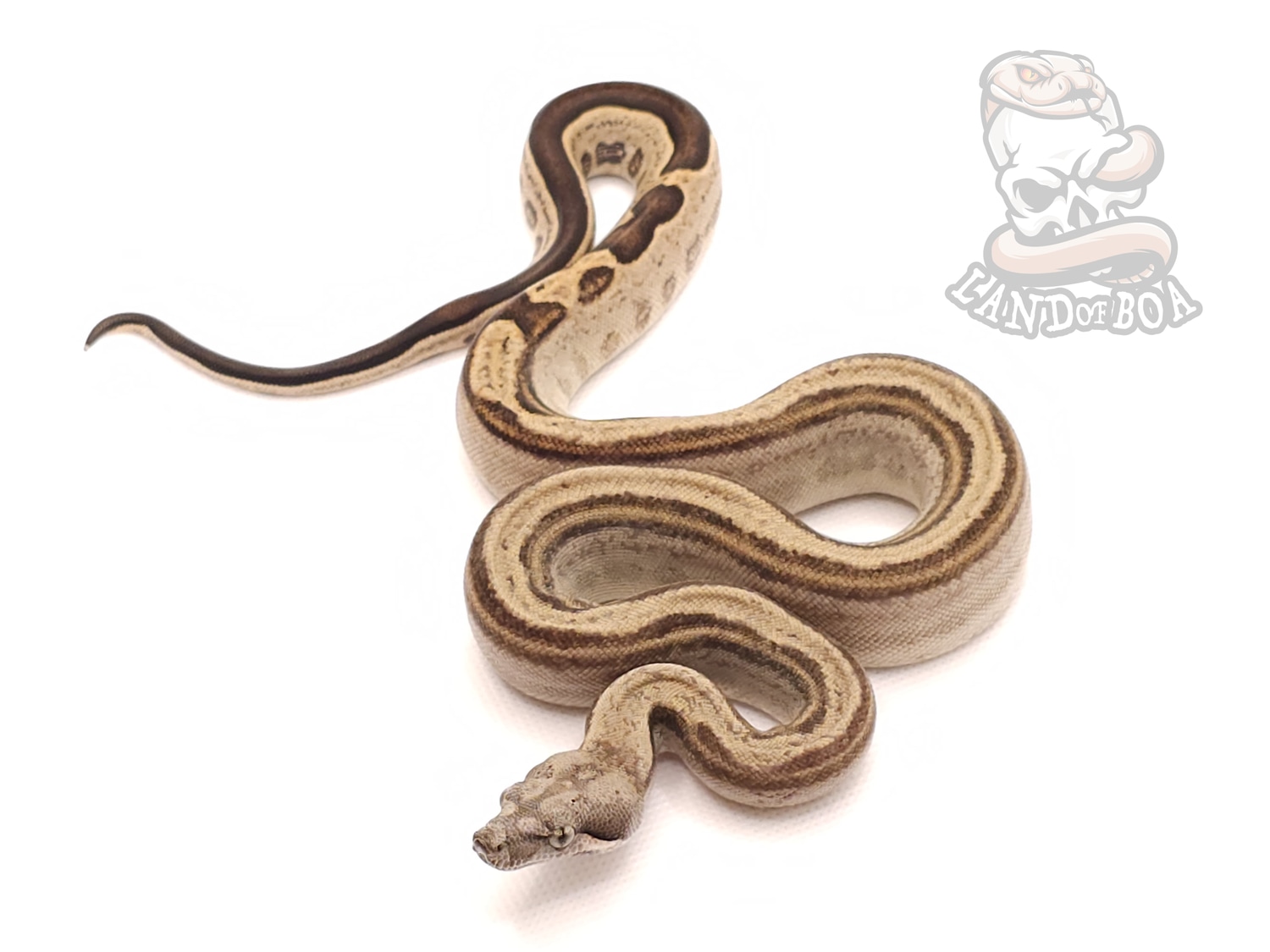 Motley Het VPI/Leo Boa Constrictor by Land of Boa - MorphMarket
