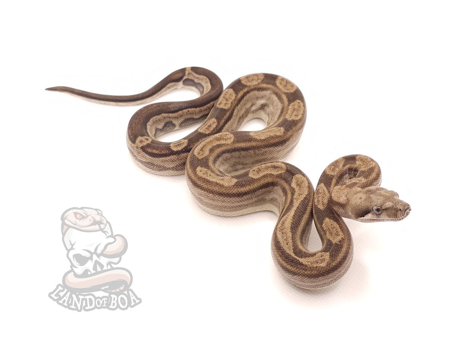 Motley Het VPI/Leo Boa Constrictor by Land of Boa - MorphMarket