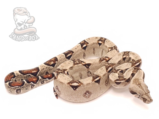 Normal Het VPI/Leo Boa Constrictor by Land of Boa