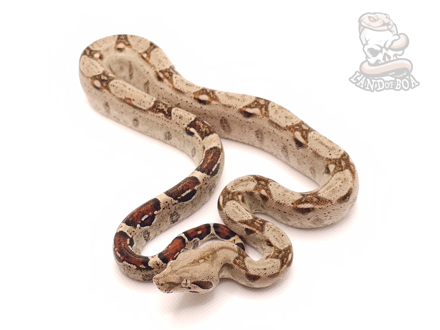 Normal Het VPI/Leo Boa Constrictor by Land of Boa - MorphMarket