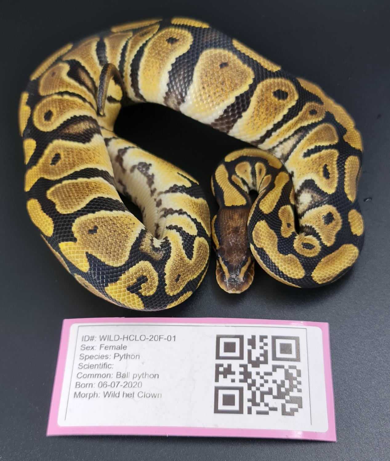Wild Het Clown Ball Python by Mad About Balls - MorphMarket