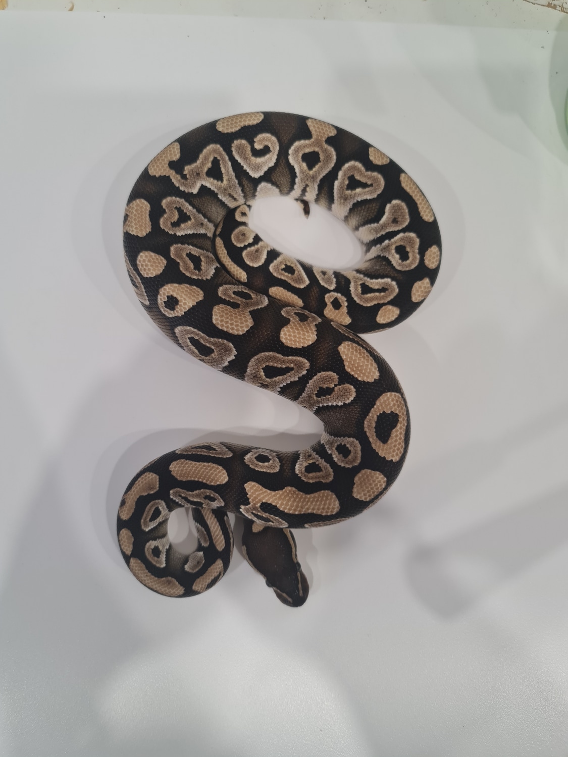 Mojave Het Clown Ball Python by Mad About Balls - MorphMarket