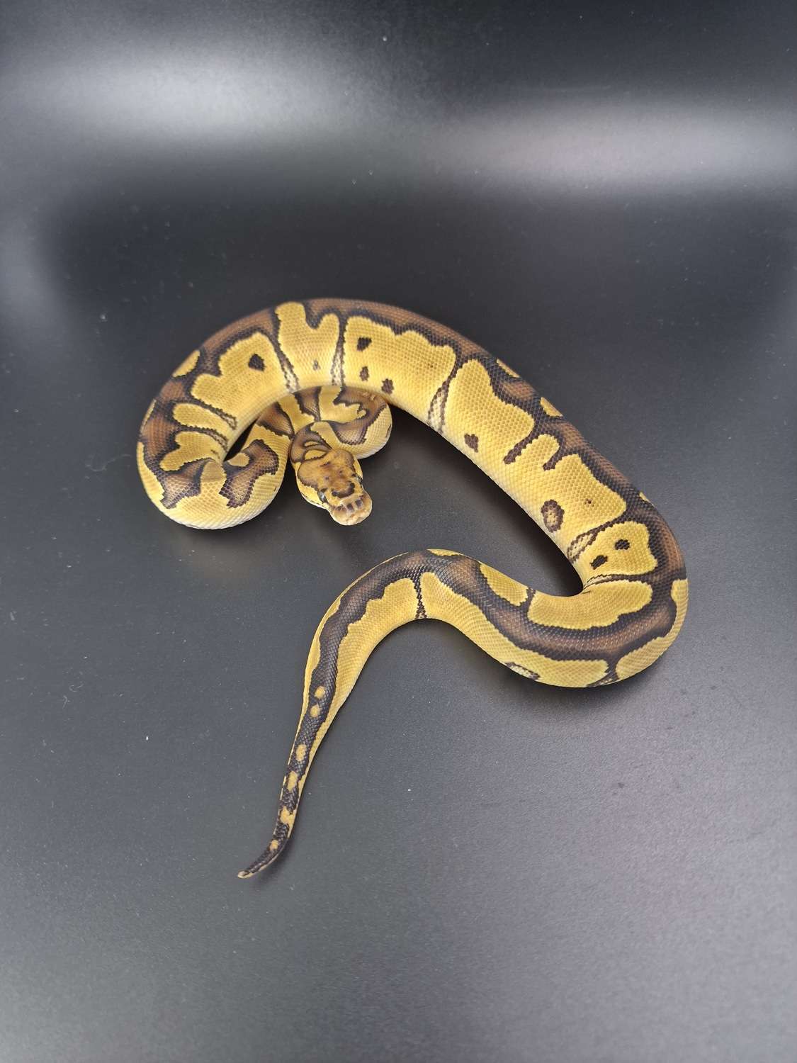 Clown Ball Python by Mad About Balls - MorphMarket